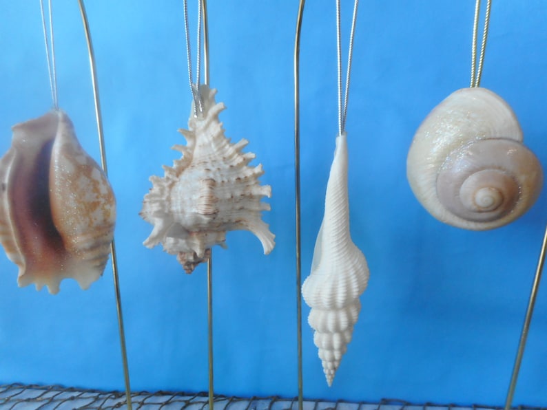 Tropical Seashell Ornaments-coastal Home Decor - Etsy