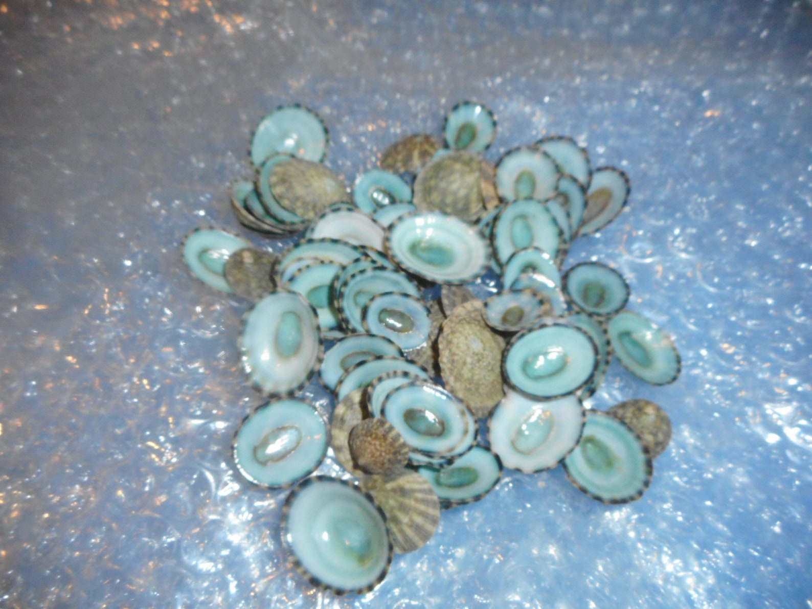 Tiny Sea Shells for Crafts Shell Supply-coastal Beach - Etsy