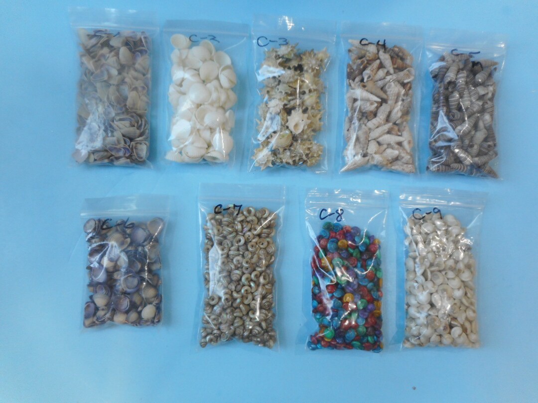 Tiny Seashells for Crafts coastal Beach Nautical Decor - Etsy