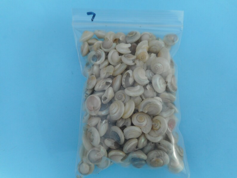 Tiny SeaShells For Crafts Coastal Beach Nautical Decor | Etsy