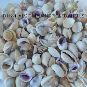 Tiny Sea Shells for Crafts - Shell Supply-coastal Beach Nautical Decor ...
