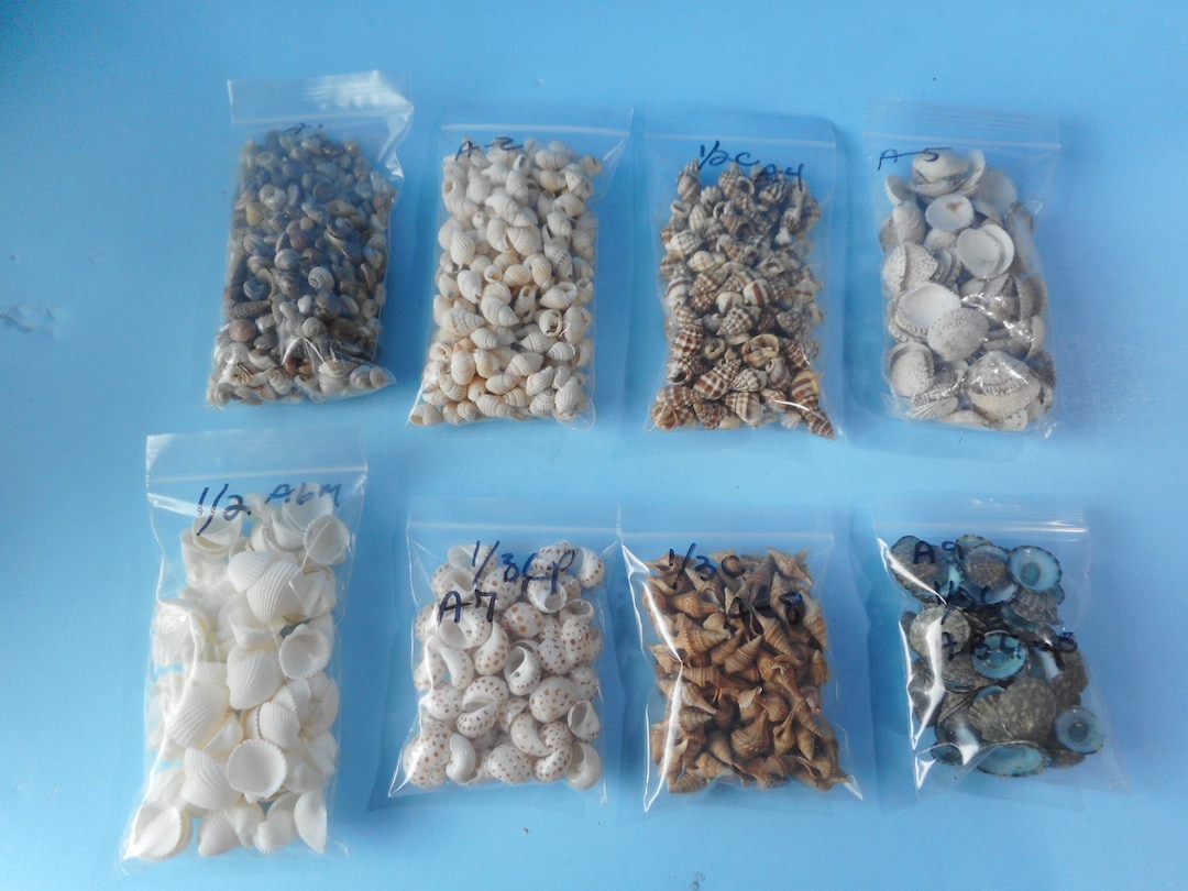 Tiny Sea Shells for Crafts Shell Supply-coastal Beach Nautical Decor - Etsy