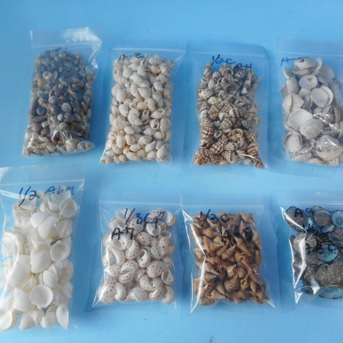 Tiny Sea Shells for Crafts Shell Supply-coastal Beach - Etsy