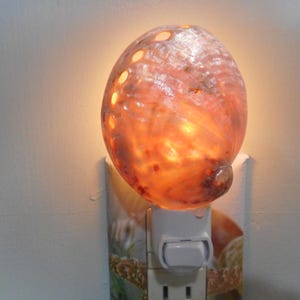 Sea Shell Night Lights-coastal Beach Lighting-seashell Art - Etsy