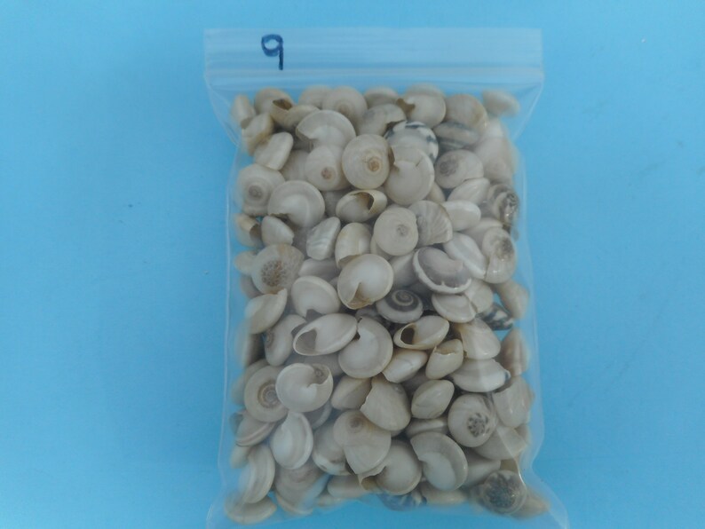 Tiny SeaShells For Crafts Coastal Beach Nautical Decor | Etsy