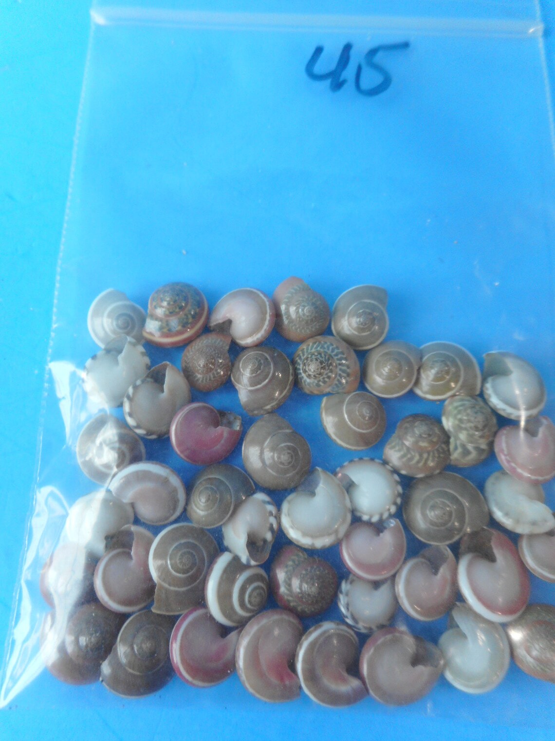 Micro Tiny Seashells-Craft Supply Sailor Valentine Shells | Etsy