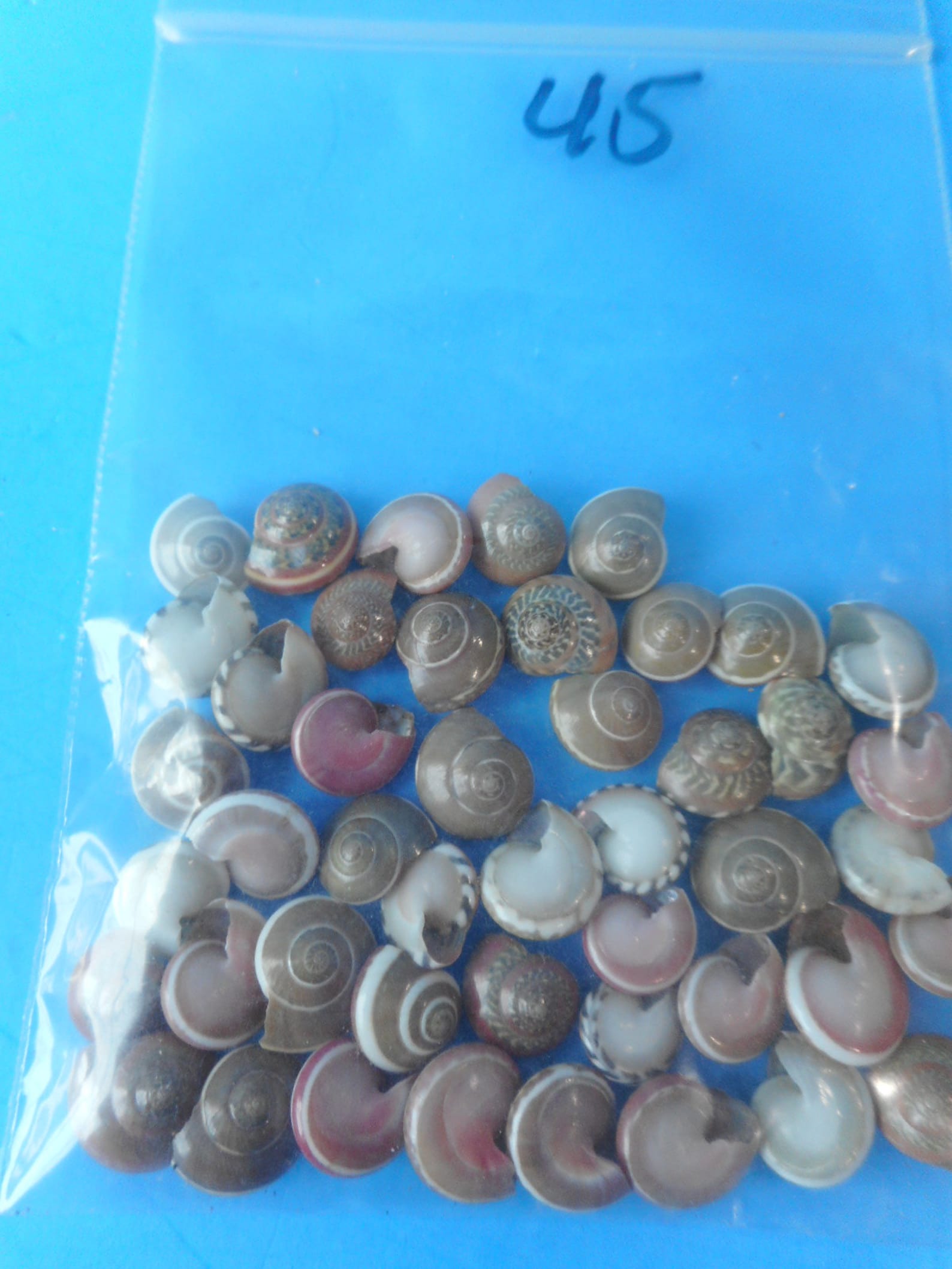 Micro Tiny Seashells-Craft Supply Sailor Valentine Shells | Etsy