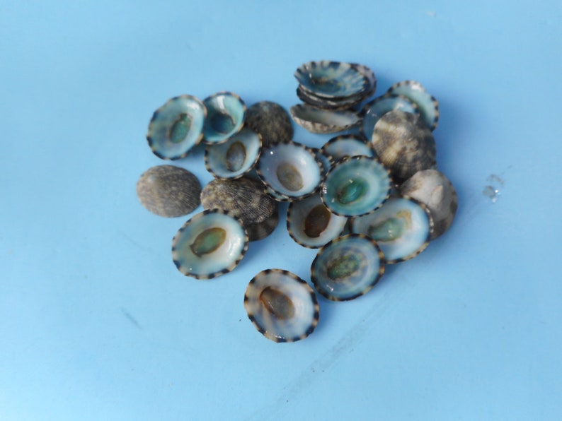 Micro Tiny Seashells-craft Supply Sailor Valentine Shells - Etsy