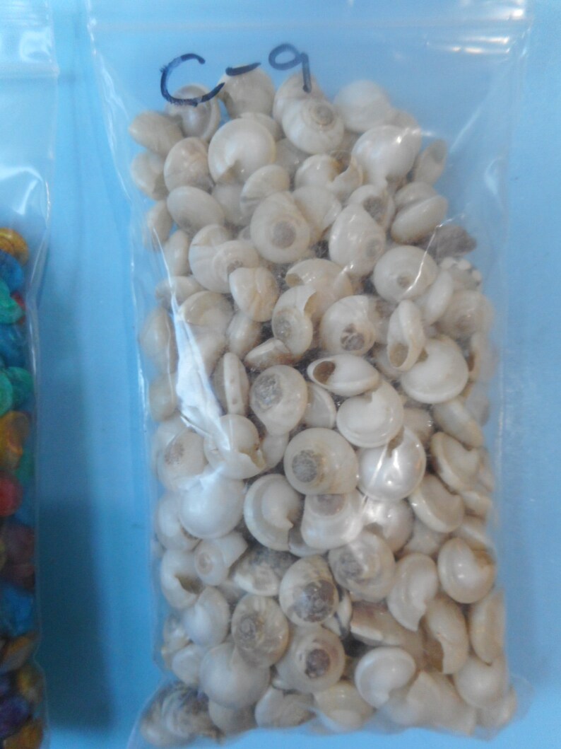 Tiny Seashells for Crafts coastal Beach Nautical Decor - Etsy