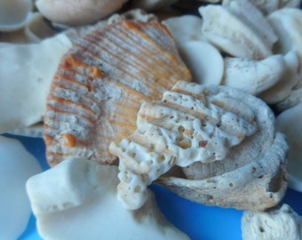 Seashell Fragments - Etsy
