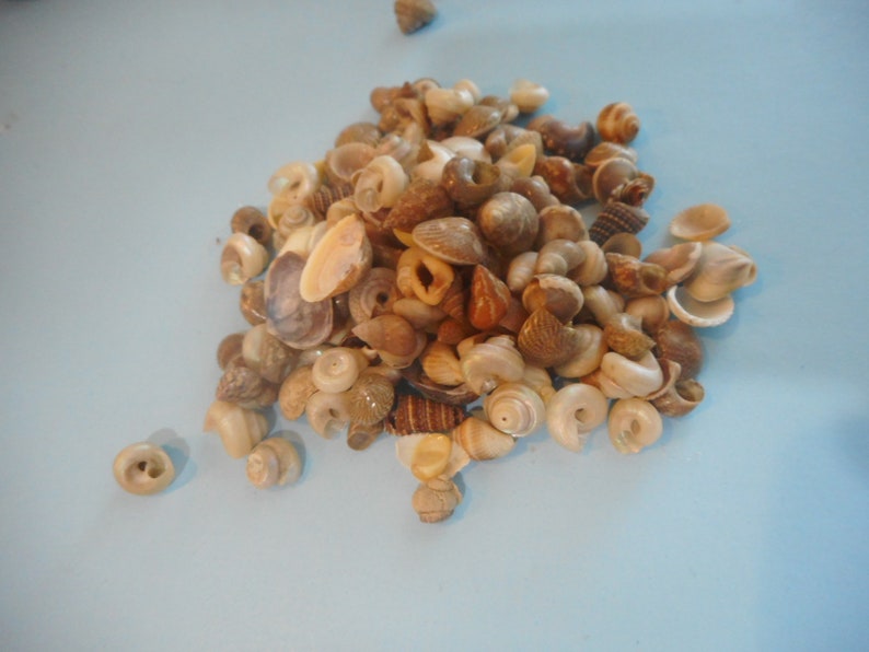 Micro Tiny Seashells-craft Supply Sailor Valentine Shells - Etsy