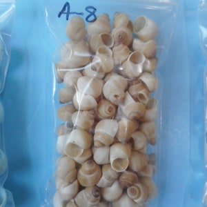 Tiny Sea Shells For Crafts Shell Supply-Coastal Beach | Etsy