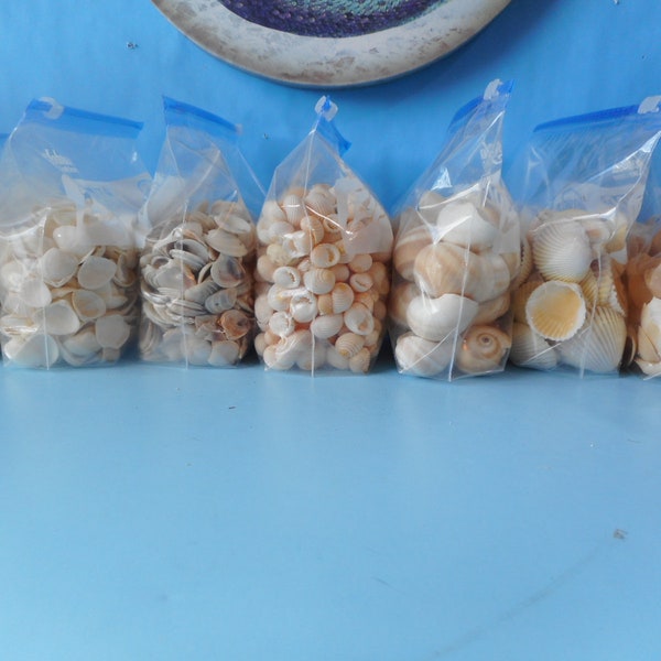 Bulk Seashells - Etsy