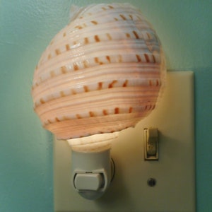 Sea Shell Night Lights-coastal Beach Lighting-seashell Art - Etsy