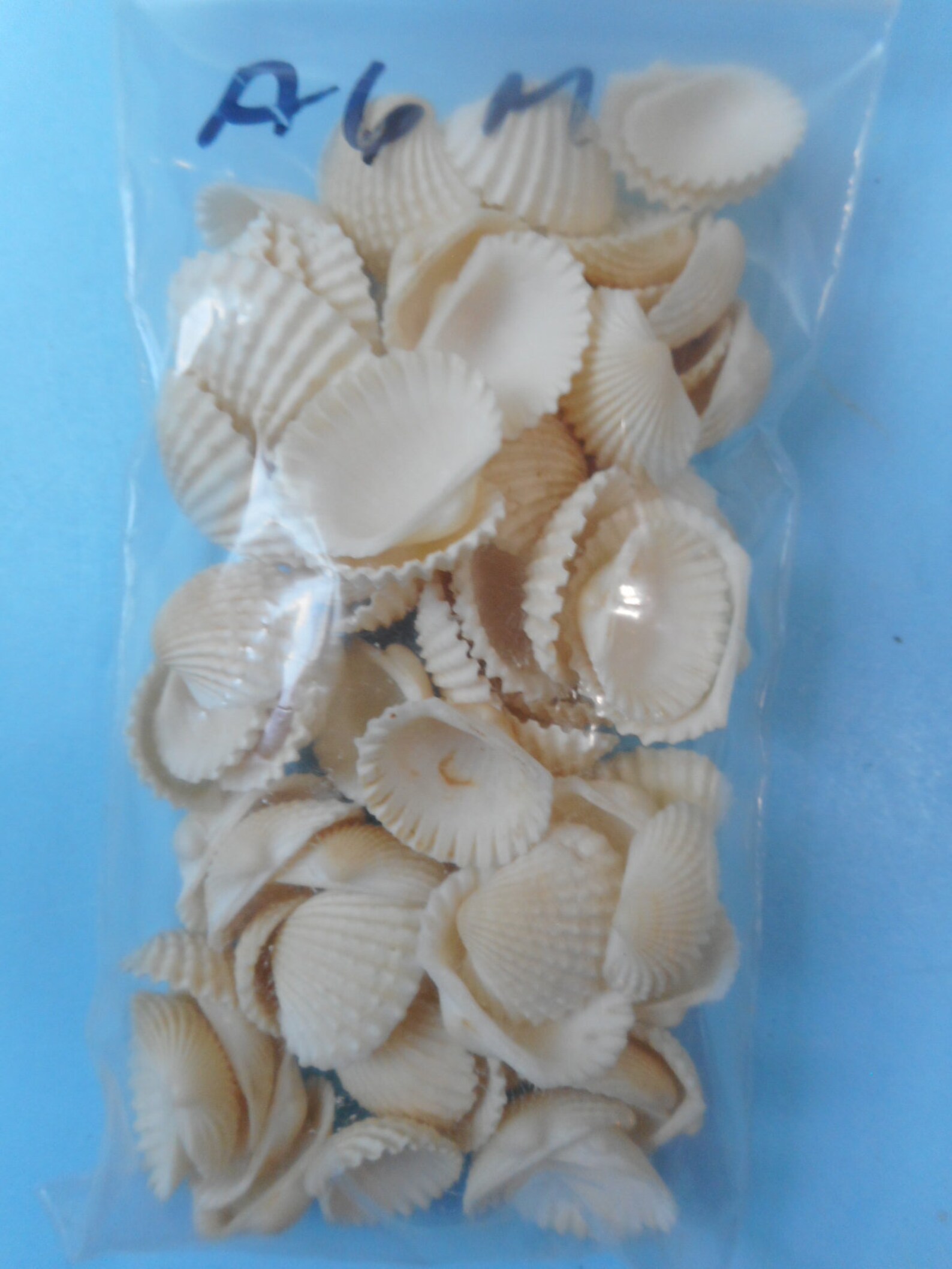 Tiny Sea Shells For Crafts Shell Supply-Coastal Beach | Etsy