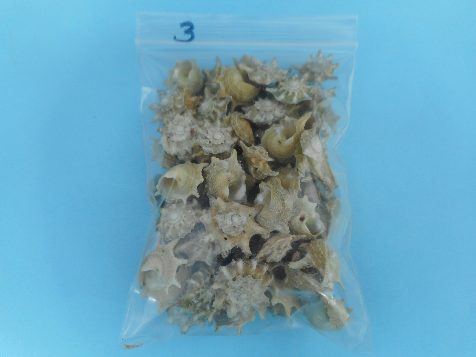 Tiny SeaShells For Crafts Coastal Beach Nautical Decor | Etsy