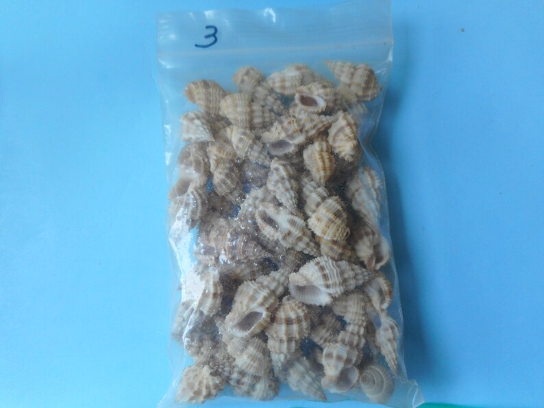 Small To Medium SeaShells For Crafts Shell Supply-Coastal | Etsy