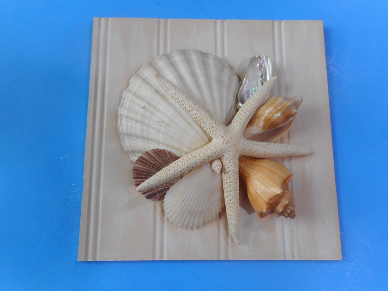 Sea Shell Wall Art-sea Shell Wall Plaque Beach Wall - Etsy