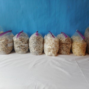 Bulk Craft Shells-1/2 Kilo-1kilo Craft Seashell Supply - Etsy