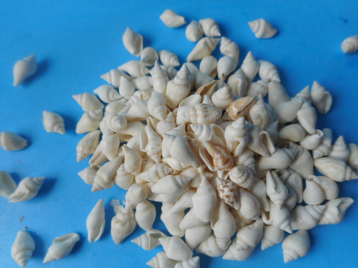 Micro Tiny Seashells-craft Supply Sailor Valentine Shells - Etsy