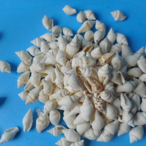 Micro Tiny Seashells-craft Supply Sailor Valentine Shells - Etsy