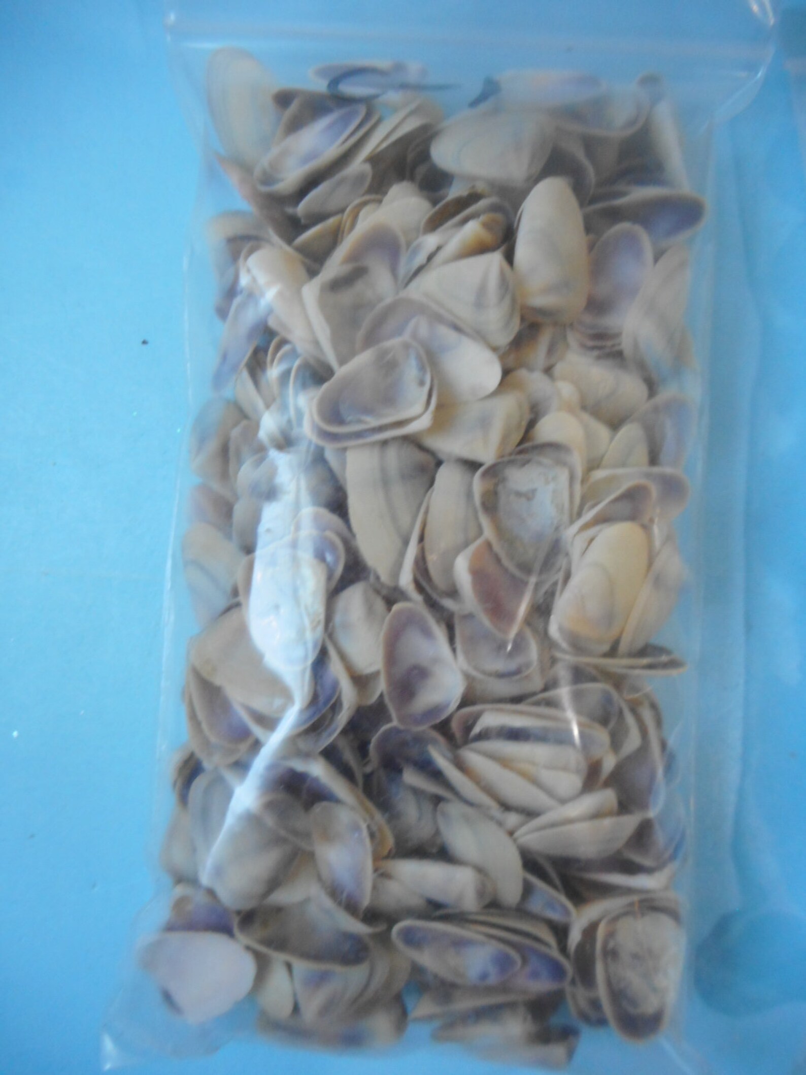 Tiny Seashells for Crafts coastal Beach Nautical Decor | Etsy