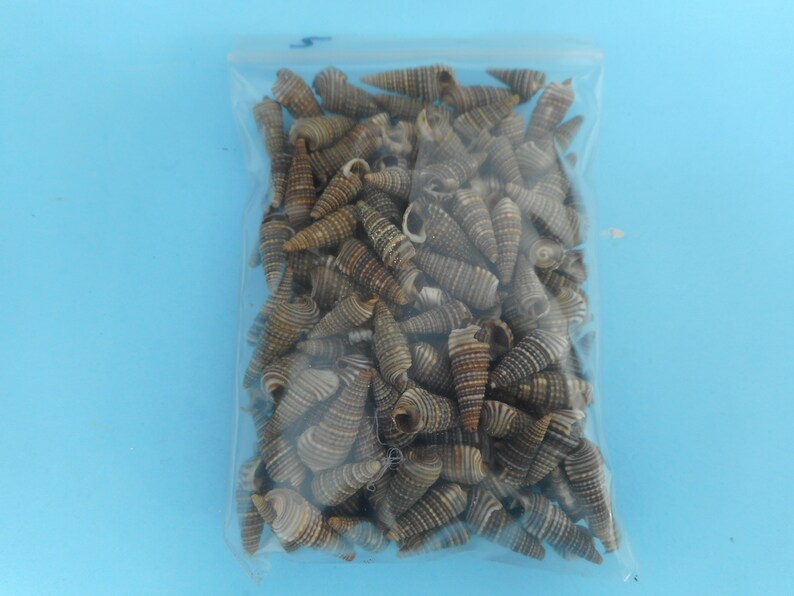 Tiny SeaShells For Crafts Coastal Beach Nautical Decor | Etsy