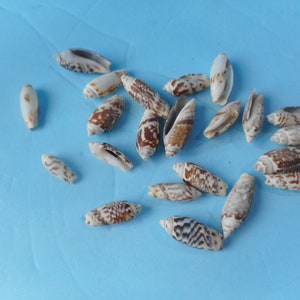 Micro Tiny Seashells-craft Supply Sailor Valentine Shells - Etsy