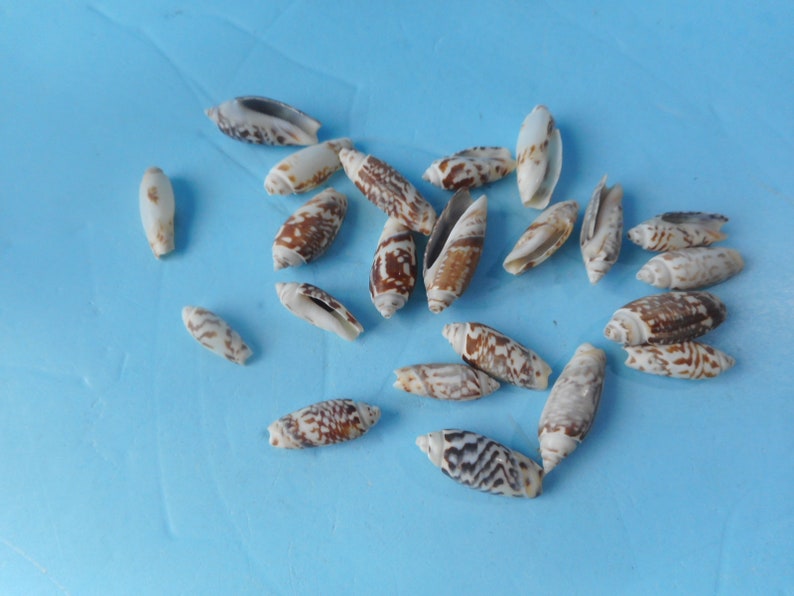 Micro Tiny Seashells-craft Supply Sailor Valentine Shells - Etsy