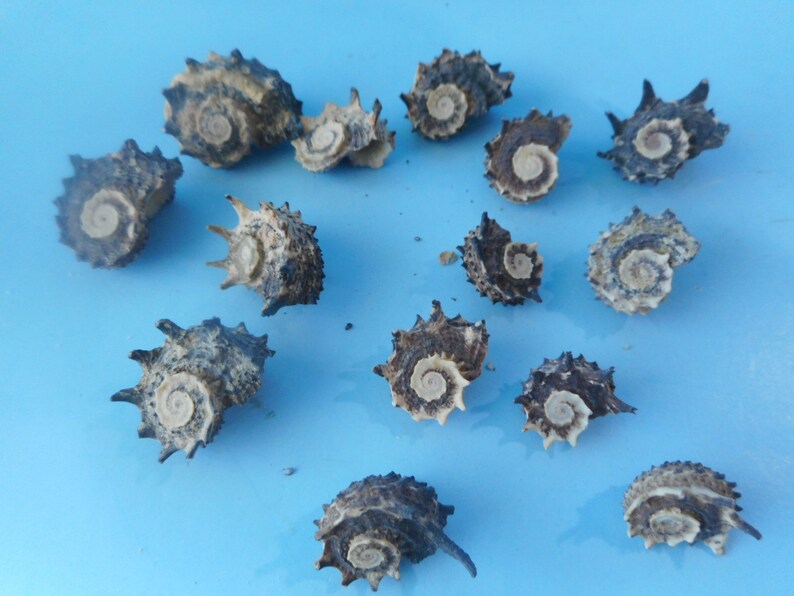 Tiny Seashells for Crafts coastal Beach Nautical Decor - Etsy