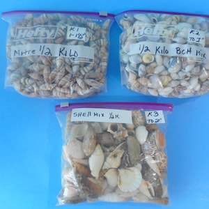 Bulk Craft Shells-1/2 Kilo-1kilo Craft Seashell Supply - Etsy