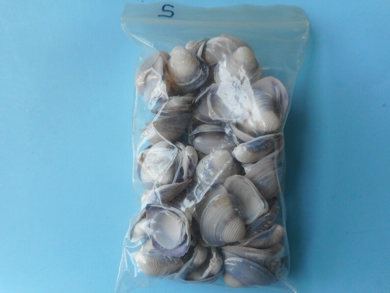 Small To Medium SeaShells For Crafts Shell Supply-Coastal | Etsy