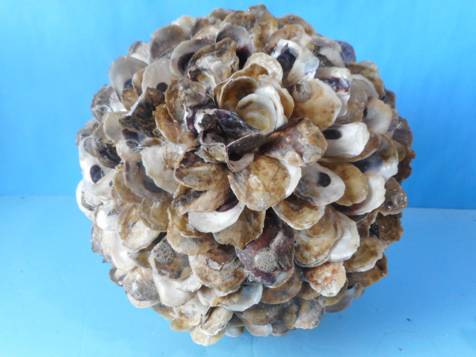 Oyster Ball-shell Ball-oyster Box-seashell Ball-decorative - Etsy