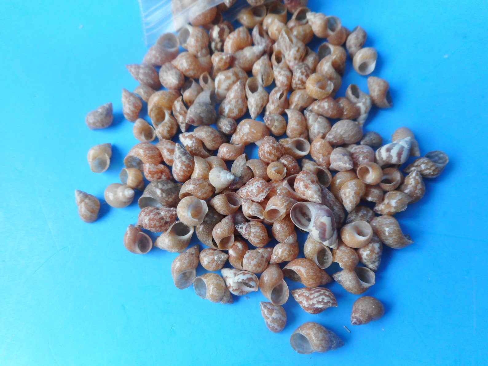 Micro Tiny Seashells-Craft Supply Sailor Valentine Shells | Etsy