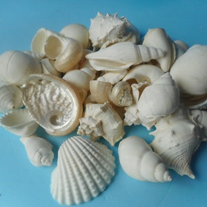 Bulk Craft Shells-1/2 Kilo-1kilo Craft Seashell Supply - Etsy