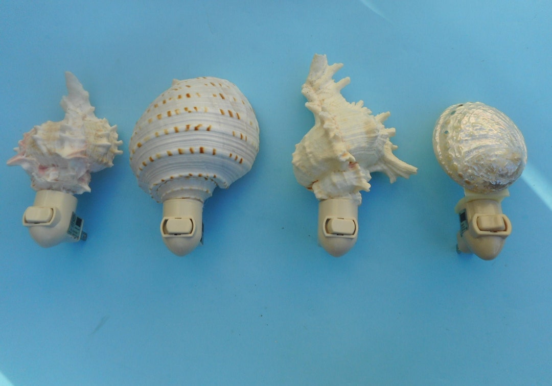 Sea Shell Night Lights-coastal Beach Lighting-seashell Art - Etsy