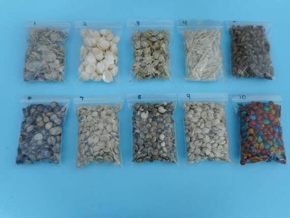 Tiny SeaShells For Crafts Coastal Beach Nautical Decor | Etsy