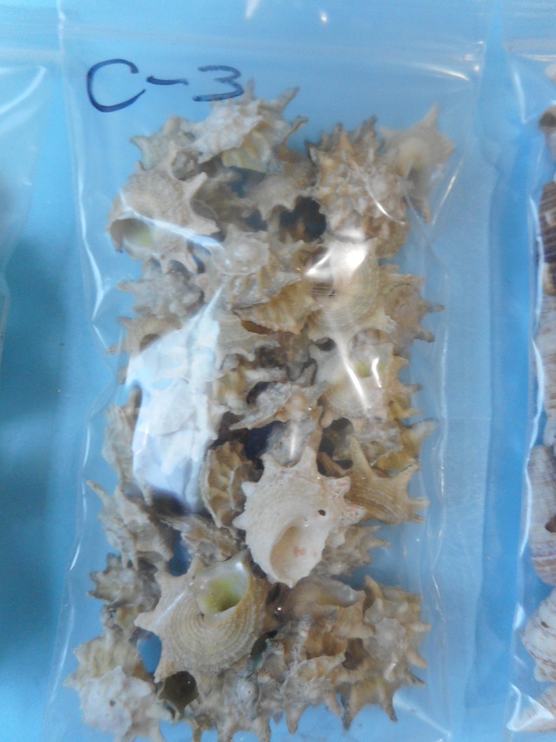 Tiny Seashells for Crafts coastal Beach Nautical Decor - Etsy