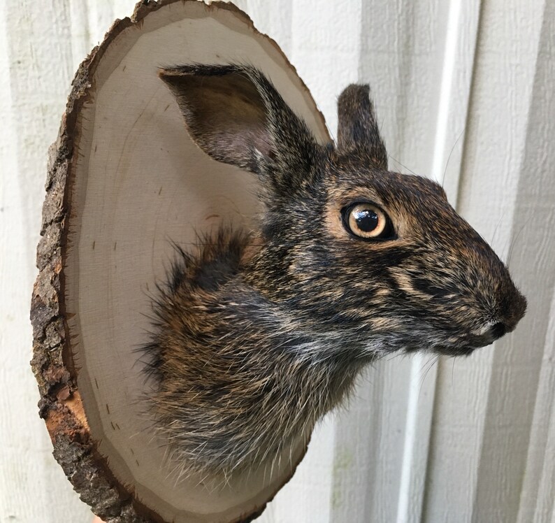Cottontail Rabbit Taxidermy Mount | Etsy