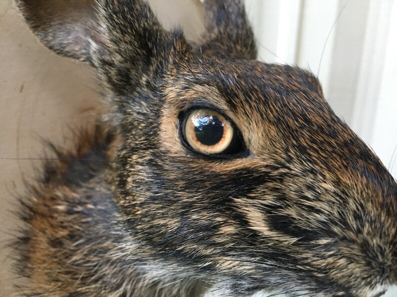 Cottontail Rabbit Taxidermy Mount | Etsy