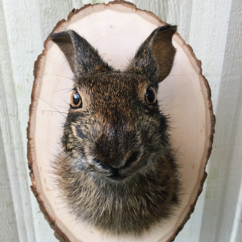 Cottontail Rabbit Taxidermy Mount | Etsy