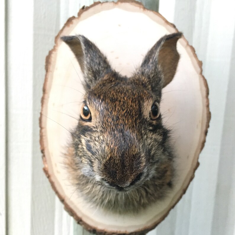 Cottontail Rabbit Taxidermy Mount | Etsy