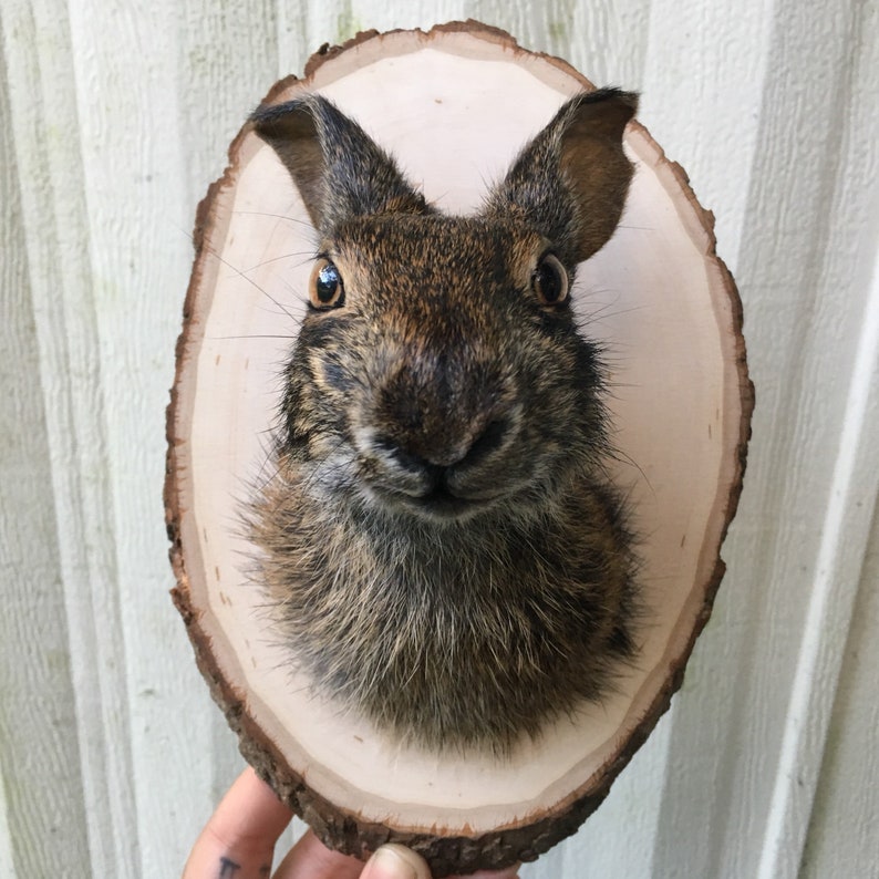 Cottontail Rabbit Taxidermy Mount | Etsy