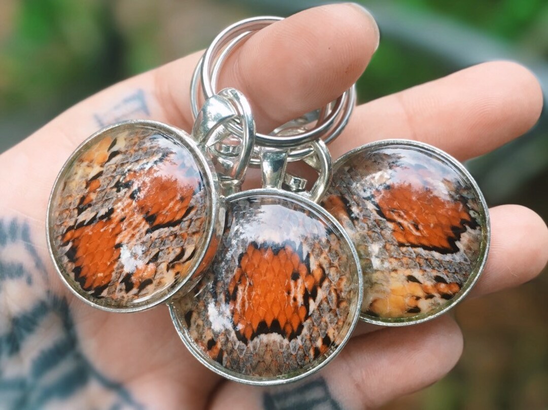 Corn Snake Keychain Real Preserved Reptile Skin Accessory - Etsy