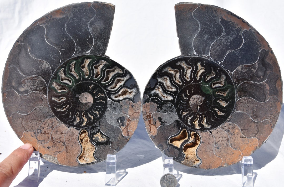 3257xx Large Rare 1-n-100 Black Ammonite Pair Deep Crystals Xxxlarge 7. ...
