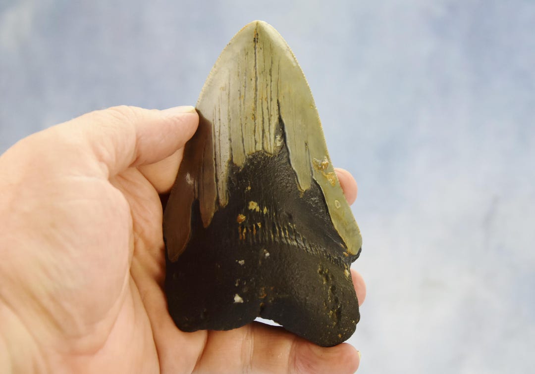647xx REAL Large Megalodon Shark Teeth From North Carolina 5.1" 128mm 5 ...