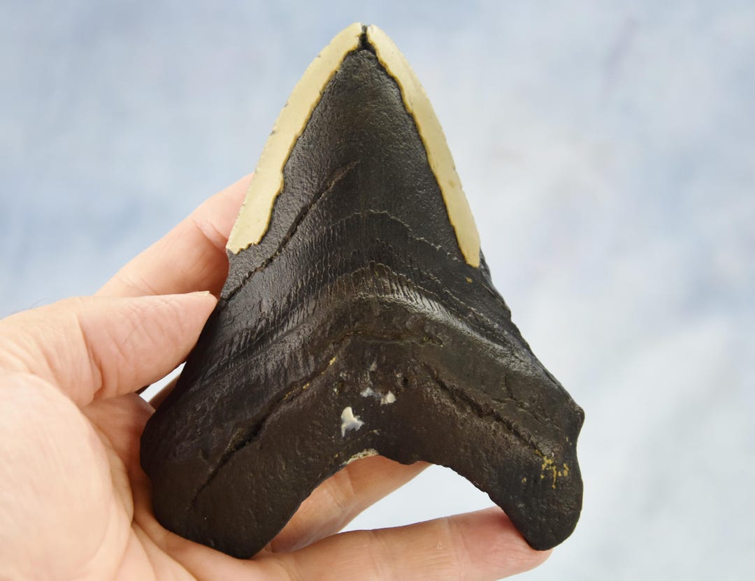 652xx REAL Large Megalodon Shark Teeth From North Carolina 5.2 131mm 5 ...