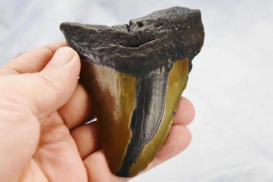 633xx REAL Xxxxlarge Megalodon Shark Teeth From North Carolina 4.6 ...