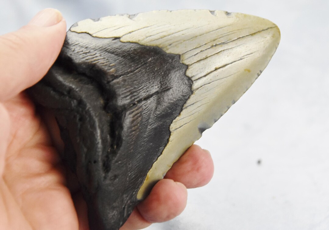 637xx REAL Large Megalodon Shark Teeth From North Carolina 4.3" 109mm 5 ...