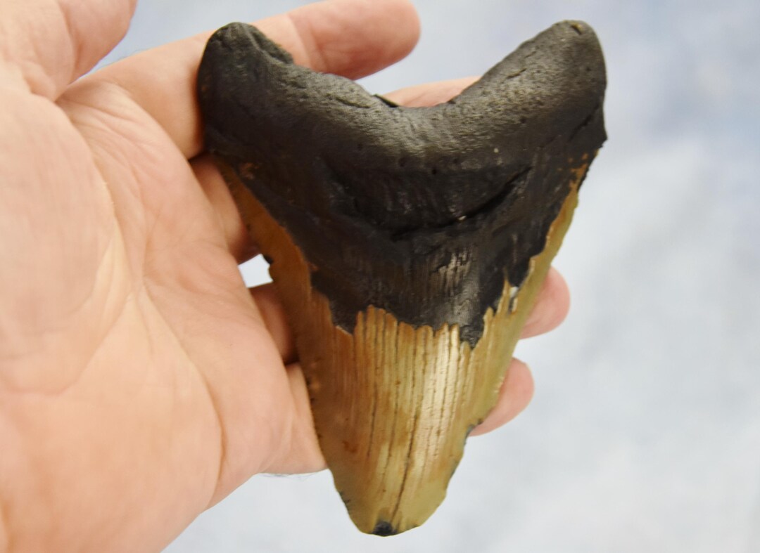 591xx REAL Large Megalodon Shark Teeth From North Carolina 4.9" 124mm 5 ...